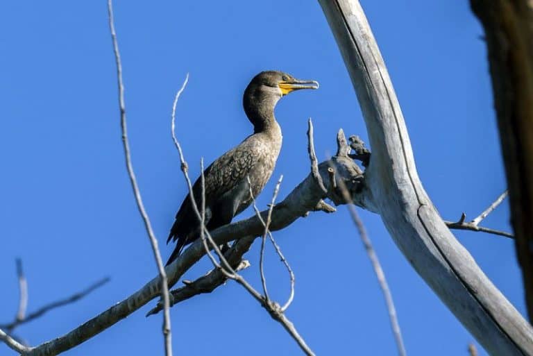 Cormorants of North America – North American Nature