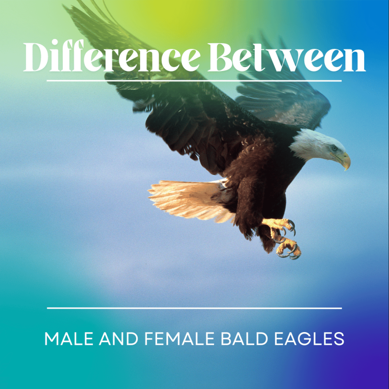 Difference Between Male And Female Bald Eagles