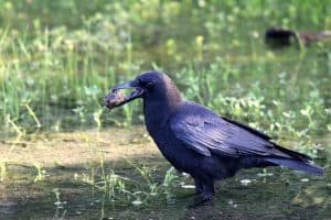 American Crow-Appearance, Habitat,Behavior,Nesting,Diet – North ...
