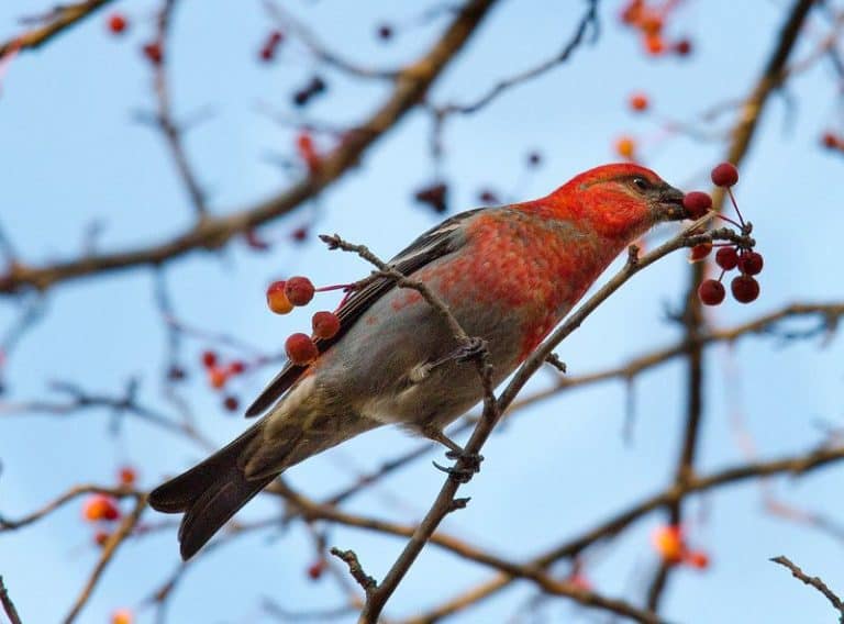 28 Red Birds You Can Find In North America – North American Nature
