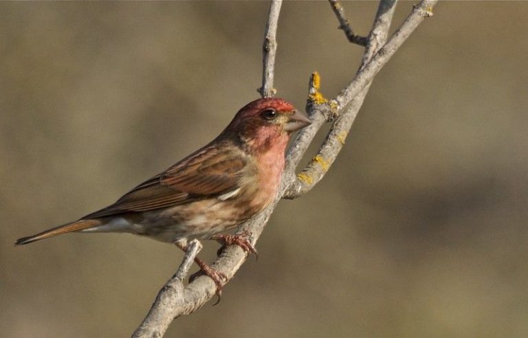 28 Red Birds You Can Find In North America – North American Nature