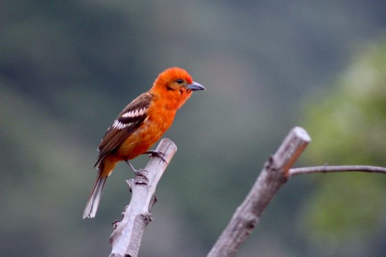 28 Red Birds You Can Find In North America