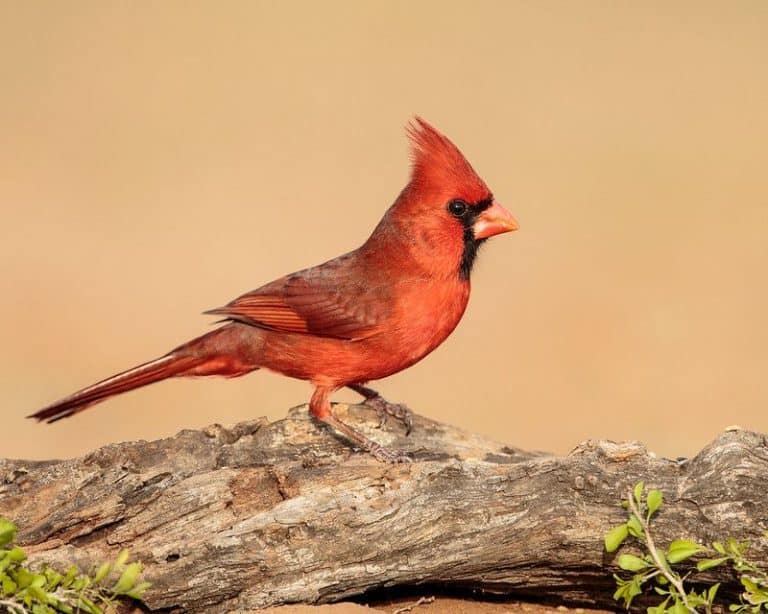 28 Red Birds You Can Find In North America – North American Nature