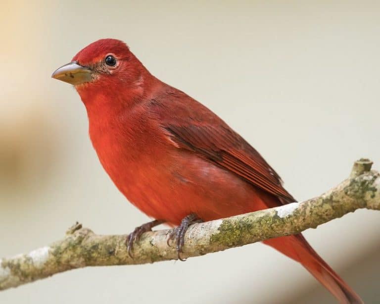 28 Red Birds You Can Find In North America