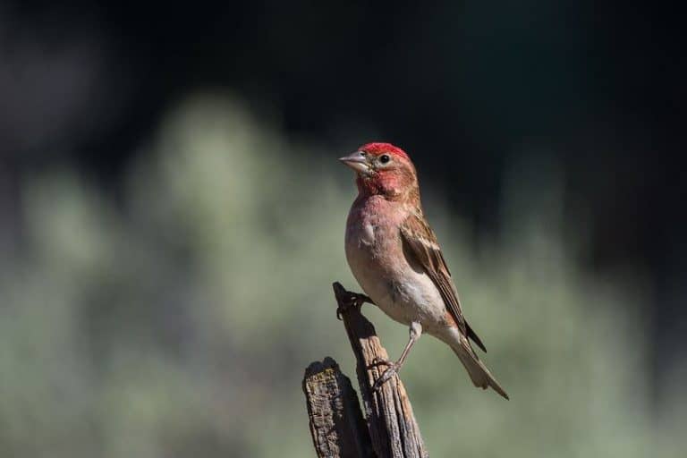 28 Red Birds You Can Find In North America – North American Nature