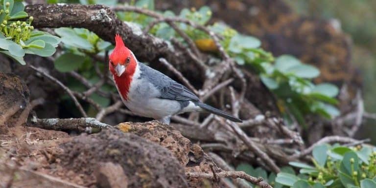 28 Red Birds You Can Find In North America – North American Nature