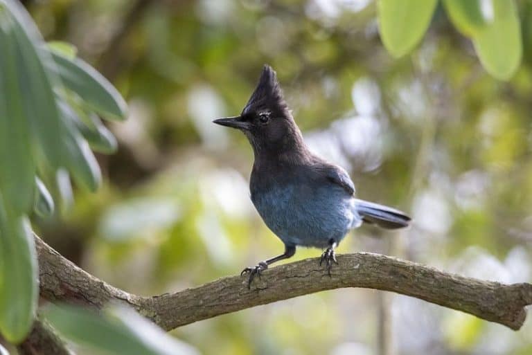 10 Species of Jay In North America – North American Nature