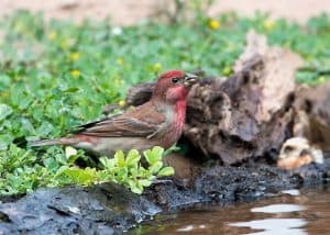 28 Red Birds You Can Find In North America – North American Nature