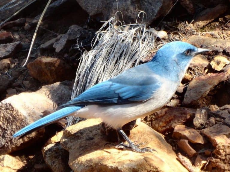 10 Species of Jay In North America – North American Nature