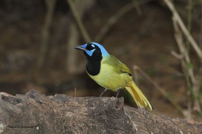 10 Species of Jay In North America – North American Nature