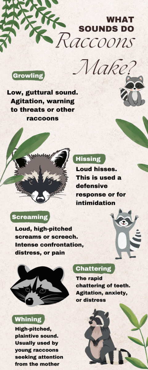 What Sounds Do Raccoons Make?