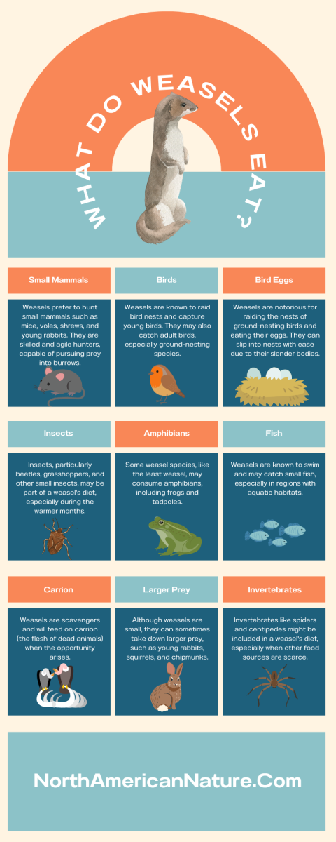 What Do Weasels Eat? – North American Nature