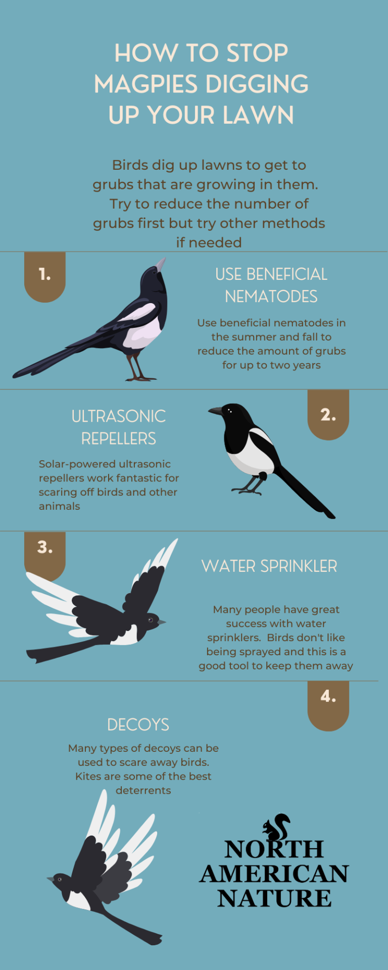 How To Stop Magpies Digging Up Your Lawn – North American Nature