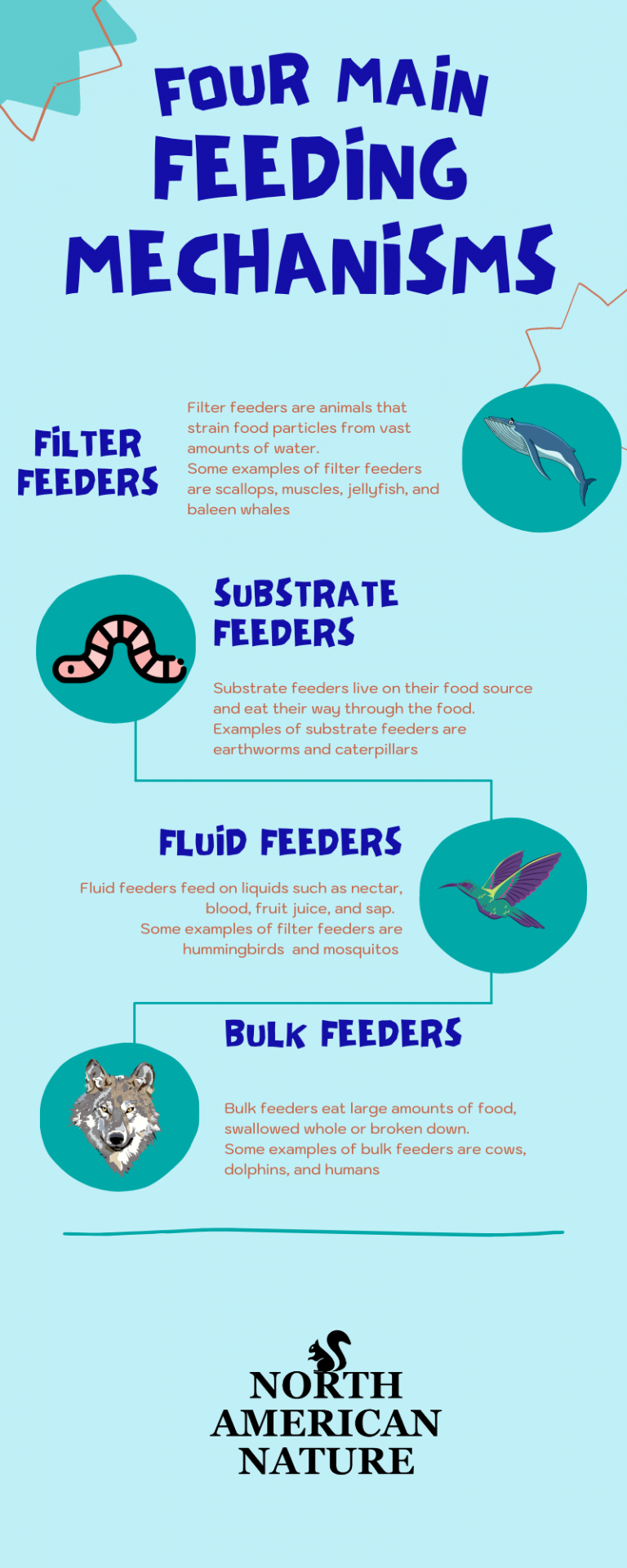Four Main Feeding Mechanisms Of Animals – North American Nature