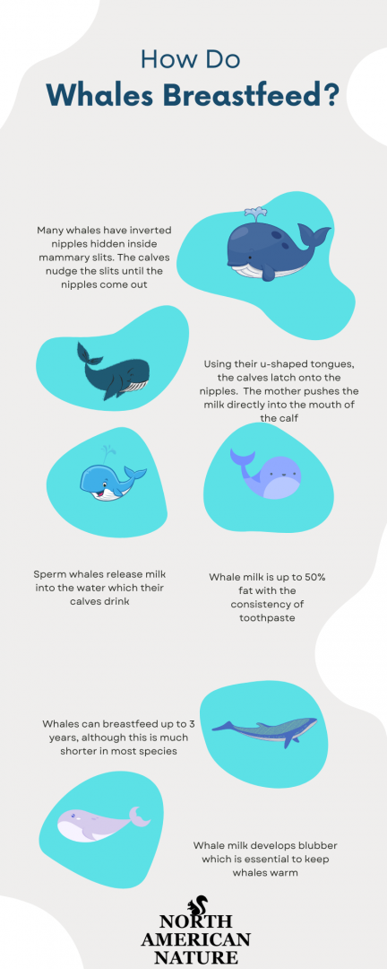 How Do Whales Breastfeed Underwater? – North American Nature