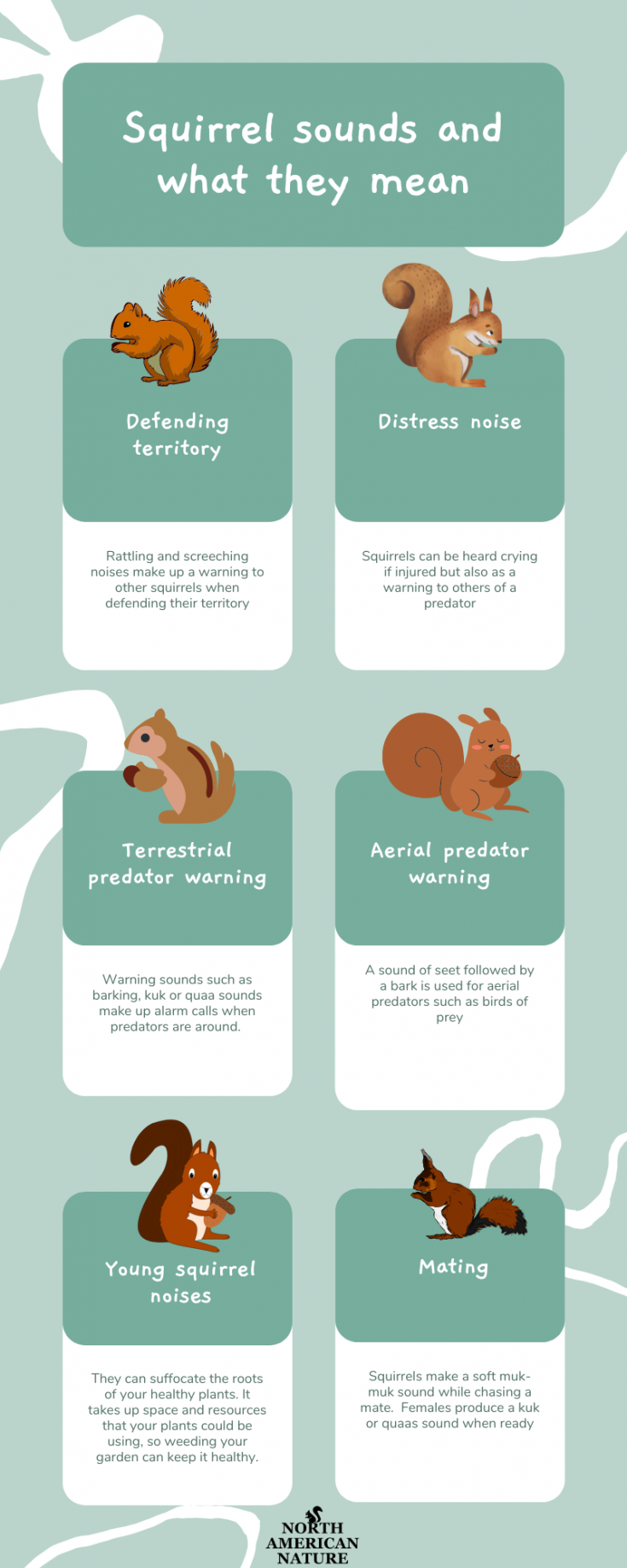 What Sounds Do Squirrels Make? – North American Nature