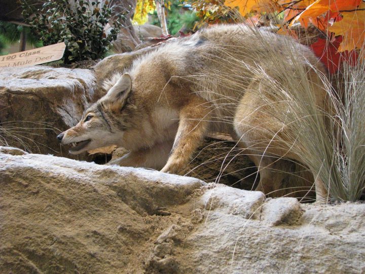 Where Do Coyotes Live? – North American Nature