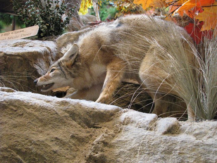 Where Do Coyotes Live? – North American Nature