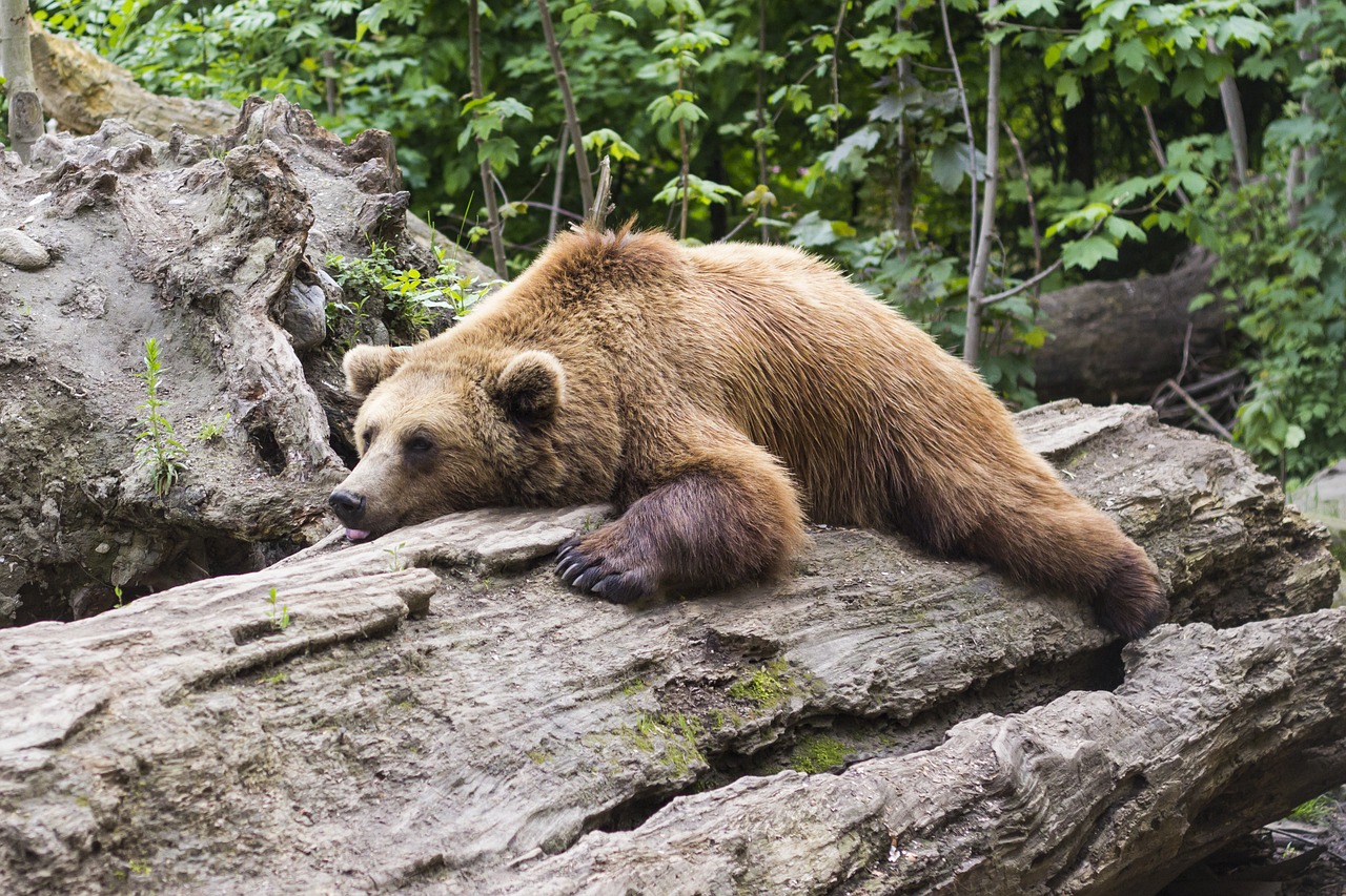 How Good Are A Bears Senses?