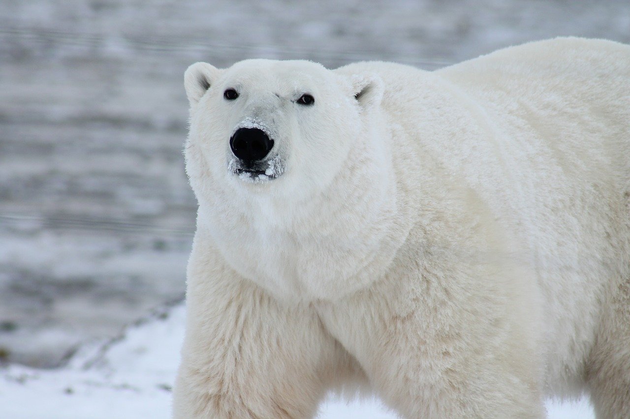 Characteristics Of North American Bears – North American Nature