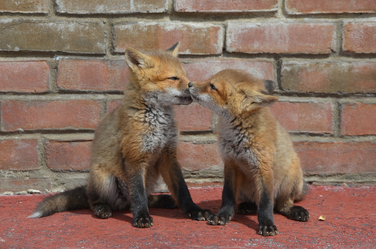 Breeding Season Of Foxes – North American Nature