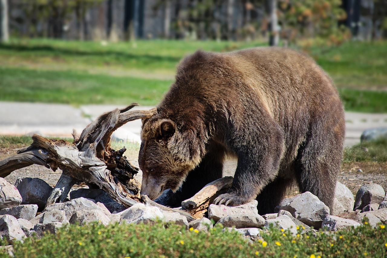 Where Do Brown Bears Live? – North American Nature