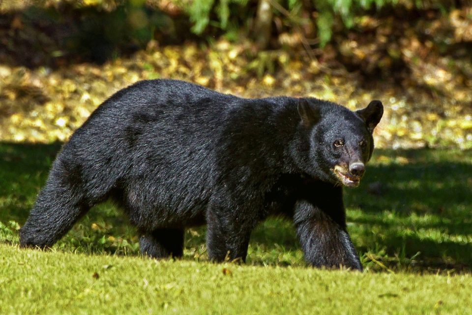 Which Mammals Live in Massachusetts?