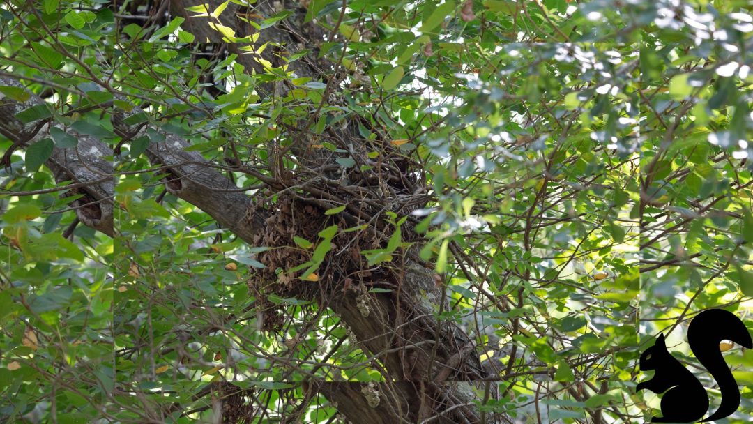 What Do Squirrel Nests Look Like? – North American Nature