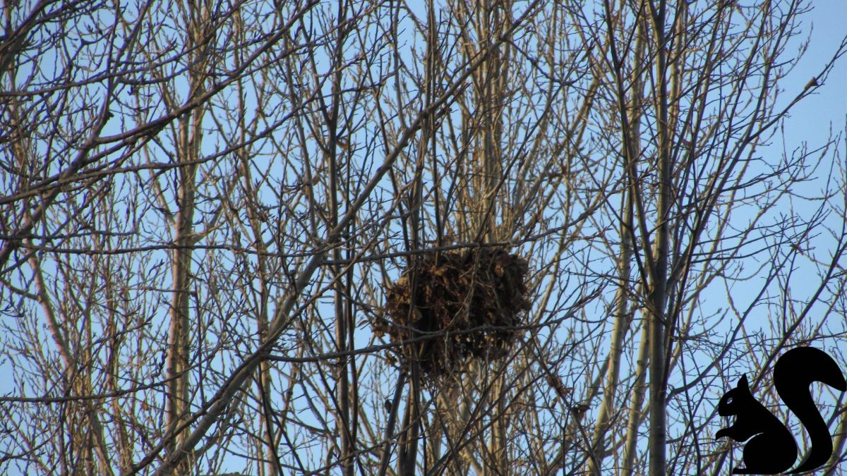 What Do Squirrel Nests Look Like? – North American Nature