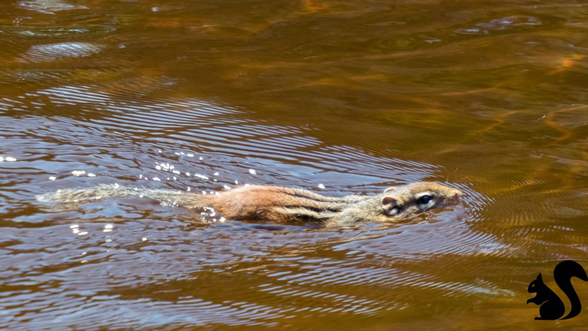 Can Squirrels Swim? – North American Nature