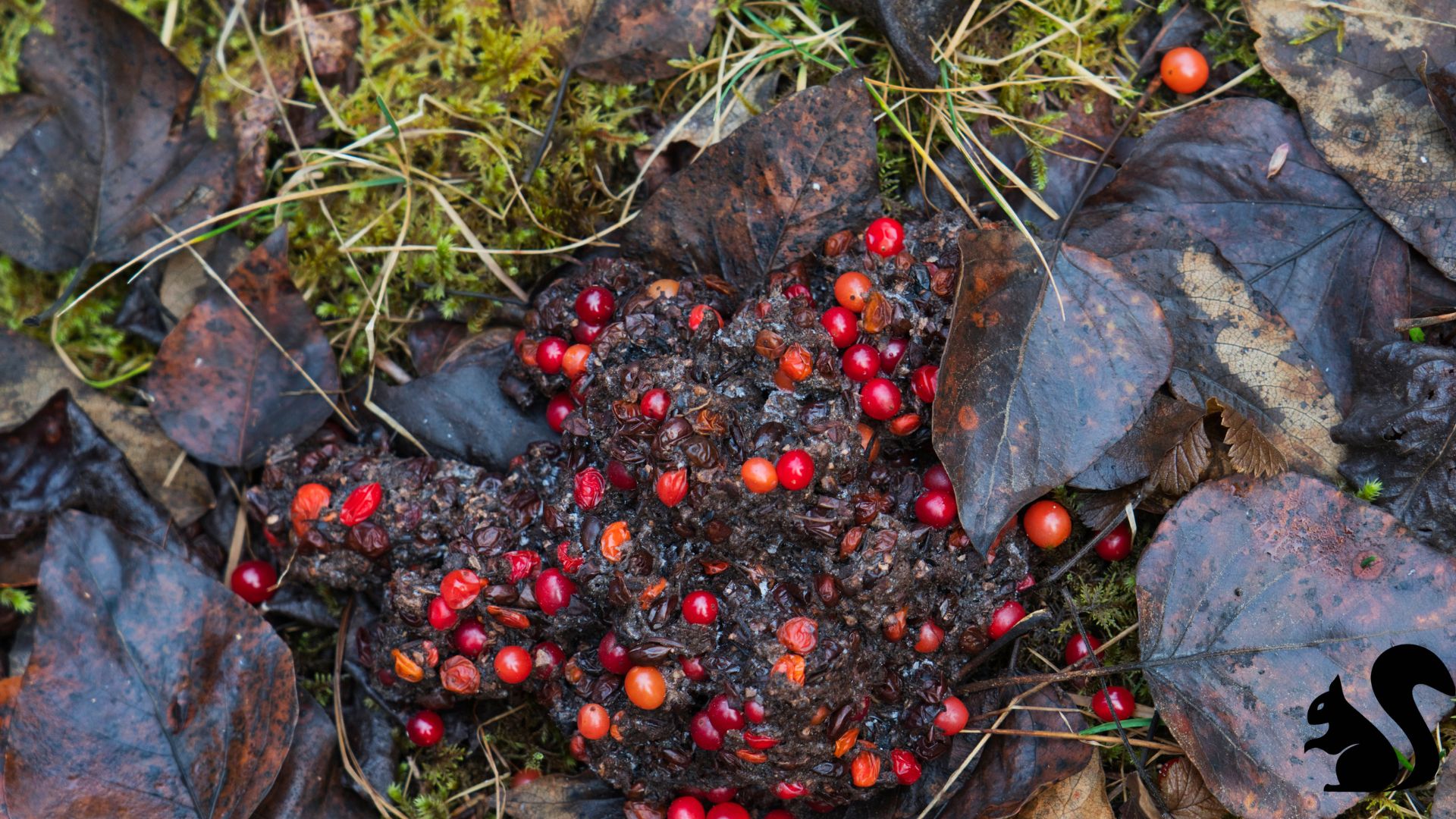 What Does Bear Scat Look Like?