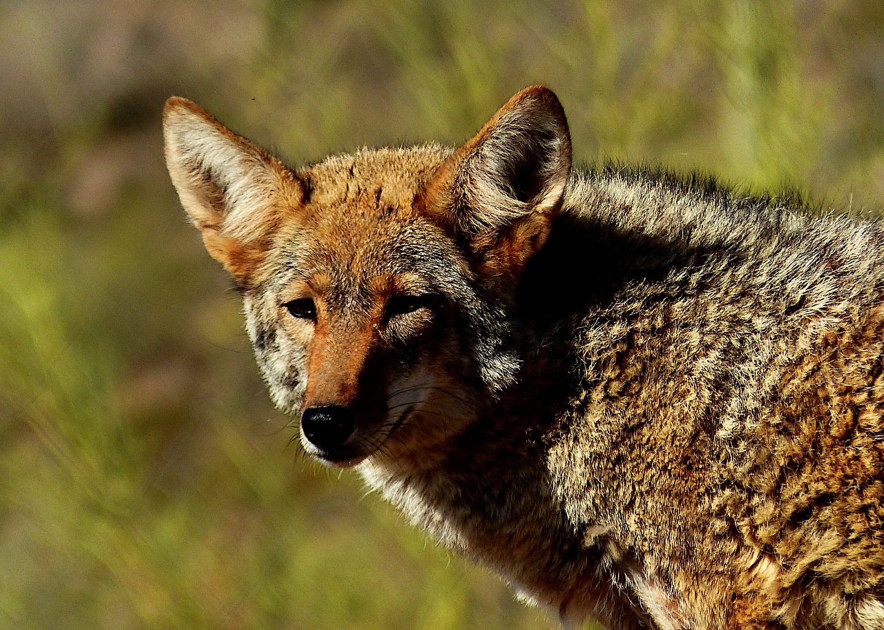 Where Do Coyotes Live In North America? – North American Nature