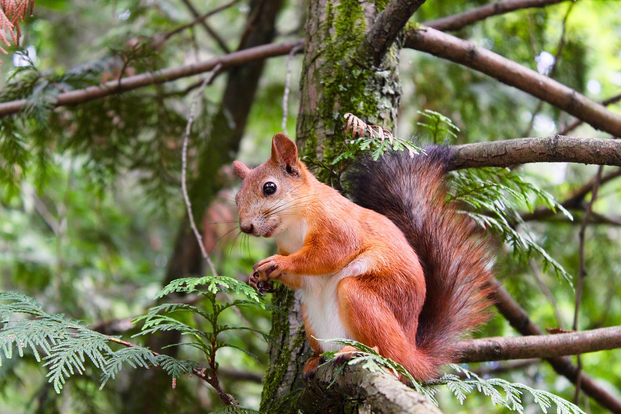 North American Squirrels: From the Miocene to Modern Times: – North ...