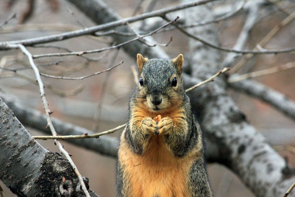 Discover the Fascinating Role that Squirrels Play in the Ecosystem ...