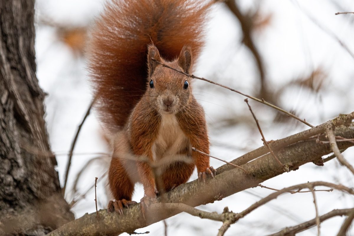 What Are The Predators Of Squirrels? – North American Nature