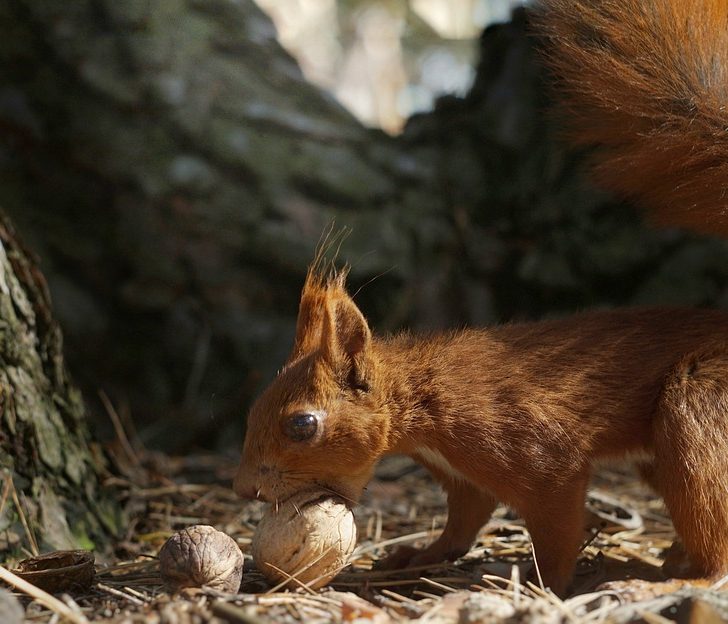 What Do Squirrels Do In Fall? – North American Nature