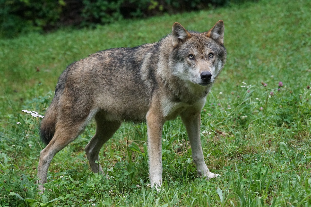 Wolf Characteristics – North American Nature