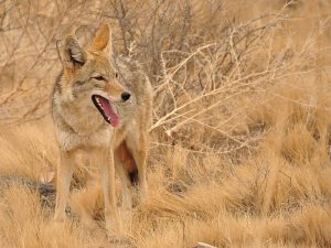 What Are The 19 Subspecies Of Coyote? – North American Nature
