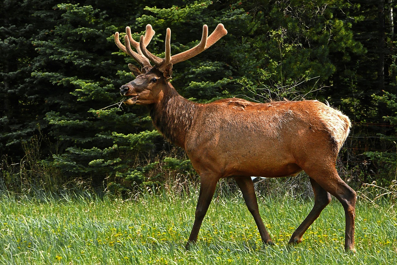 Where Do Elk Live? – North American Nature