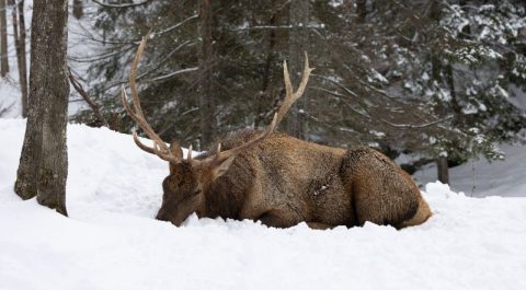 How Do Elk Survive Winter? – North American Nature