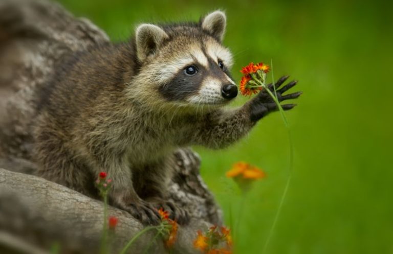 Raccoon Characteristics – North American Nature