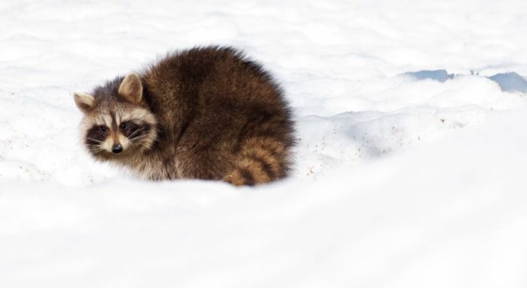 What Do Raccoons Do In Winter? – North American Nature