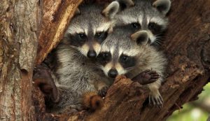 Raccoon Lifecycle – North American Nature