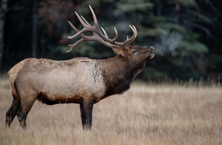 Where Do Elk Live? – North American Nature