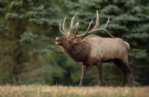 What Are The Predators Of Elk?