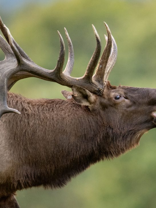 What Are The Predators Of Elk?