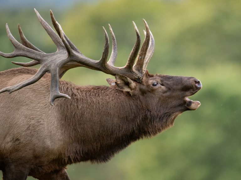 What Sounds Do Elk Make? – North American Nature