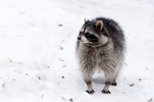 What Do Raccoons Do In Winter? – North American Nature