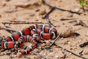 List Of North American Snakes