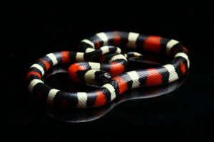 List Of North American Snakes